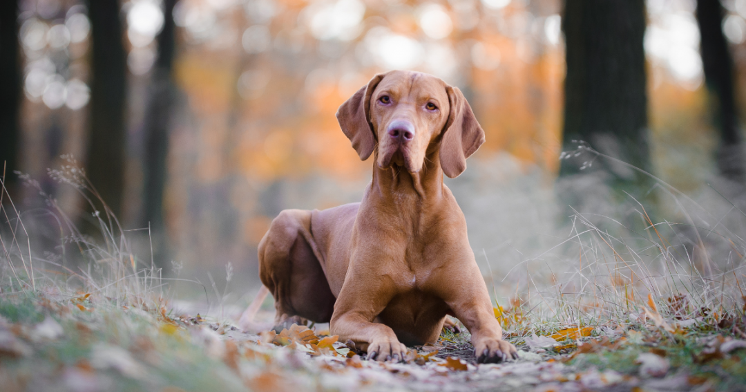 Blog | Animal Energy Therapies