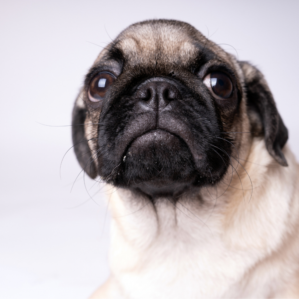 Free eBook | Animal Energy Therapies