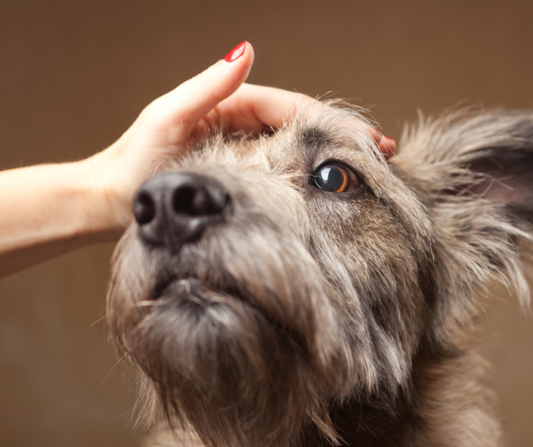 Ways to Support Your Animal Emotionally | Animal Energy Therapies