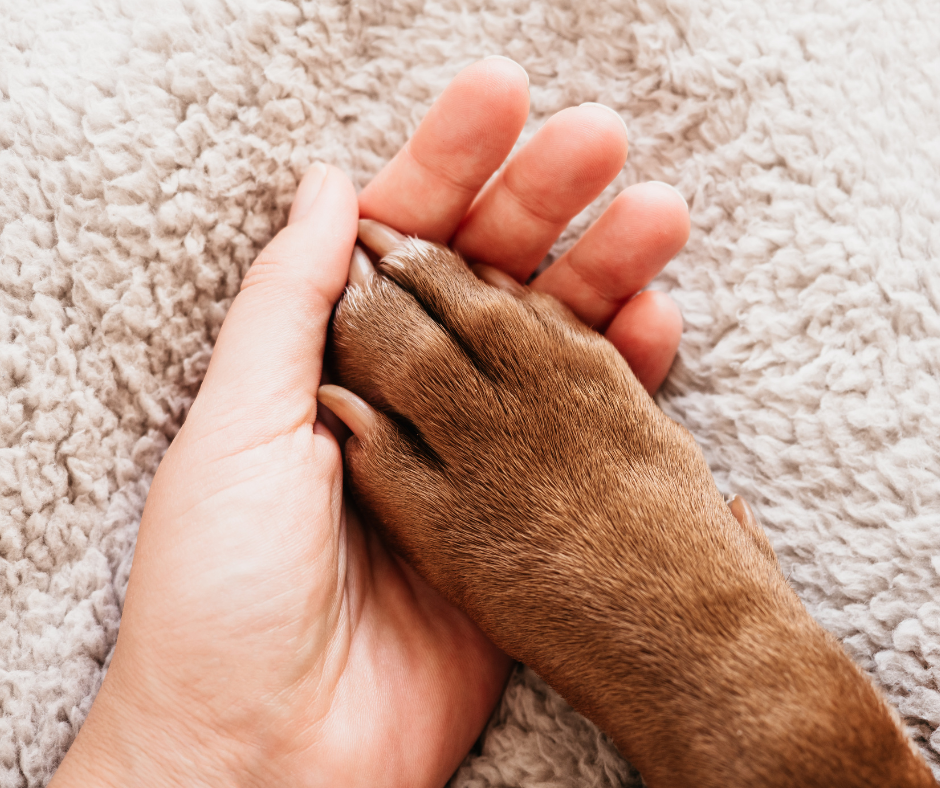 mindfulness for dogs 2 | Animal Energy Therapies