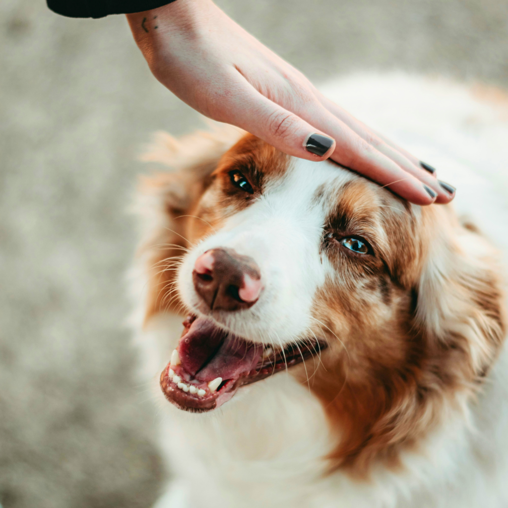 Online Courses | Animal Energy Therapies